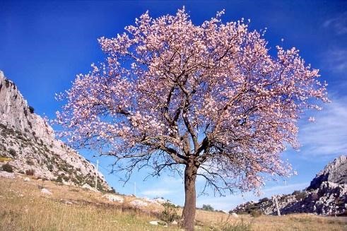 arbol de almendra • EcoAndes